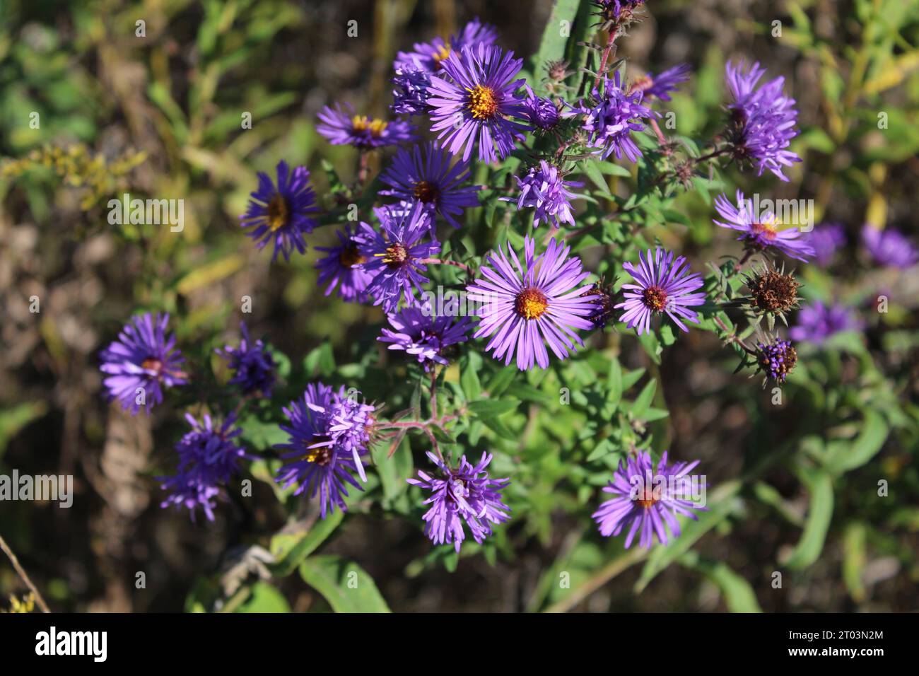 New England aster cluster in sun at Linne Woods in Morton Grove ...