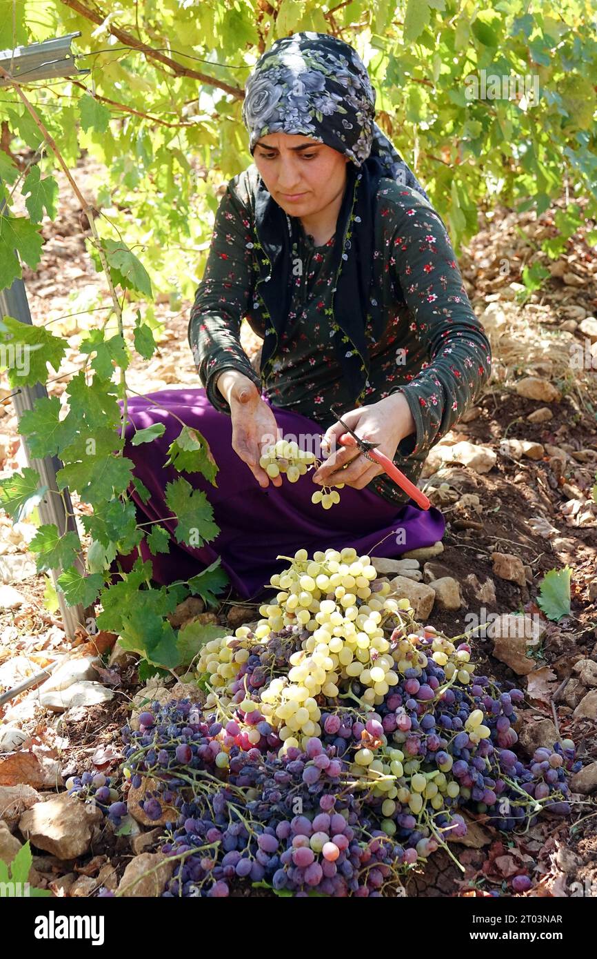 Diyarbakir, Turkey. 01st Oct, 2023. A Kurdish woman is seen plucking ...