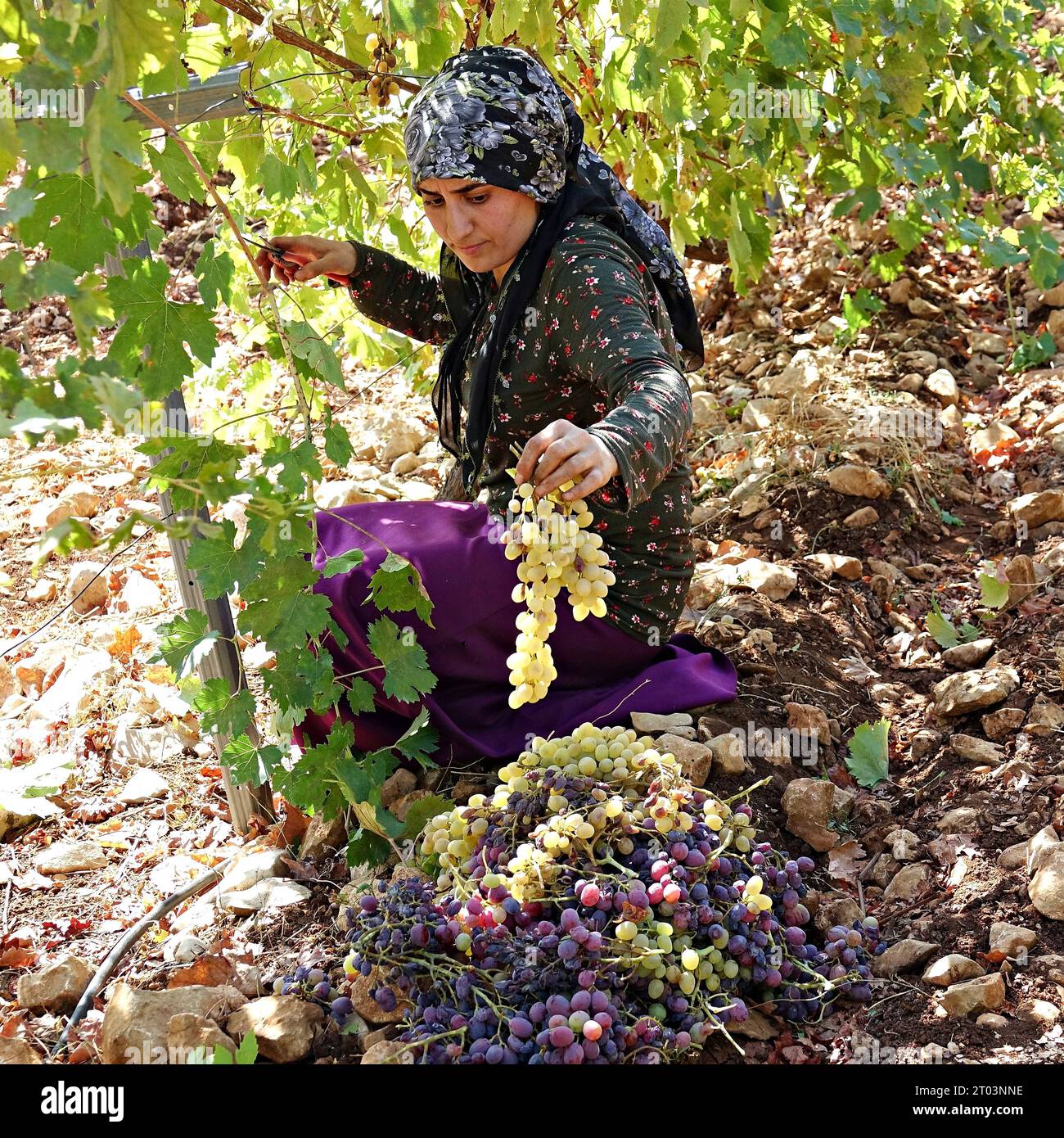 Diyarbakir, Turkey. 01st Oct, 2023. A Kurdish woman is seen plucking ...
