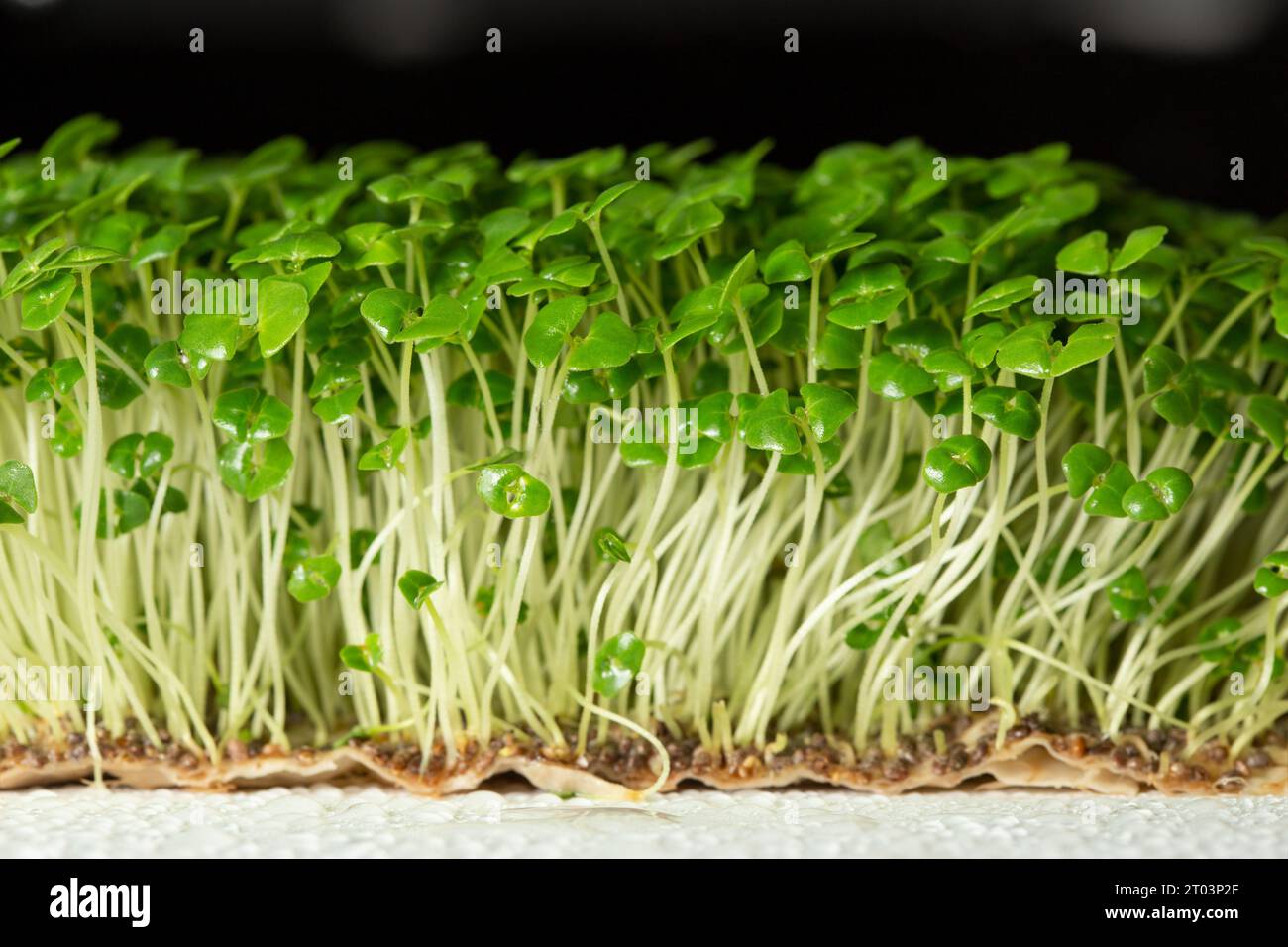 Chia Sprouting Microgreen. Sprouted Chia Seeds Germination at home ...