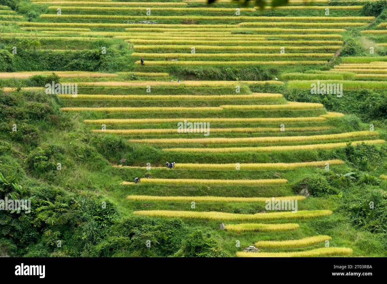 Breathtaking fields of sapa hi-res stock photography and images - Alamy