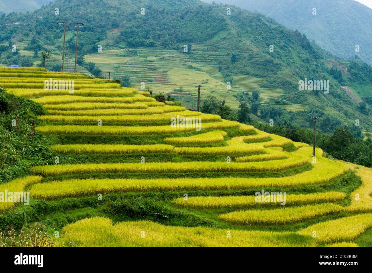 Spectacular rice terrace fields of Vietnam Stock Photo - Alamy