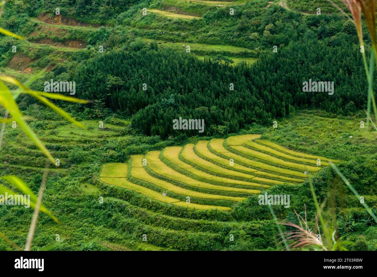 Rice Terraced in Sapa Stock Photo - Alamy