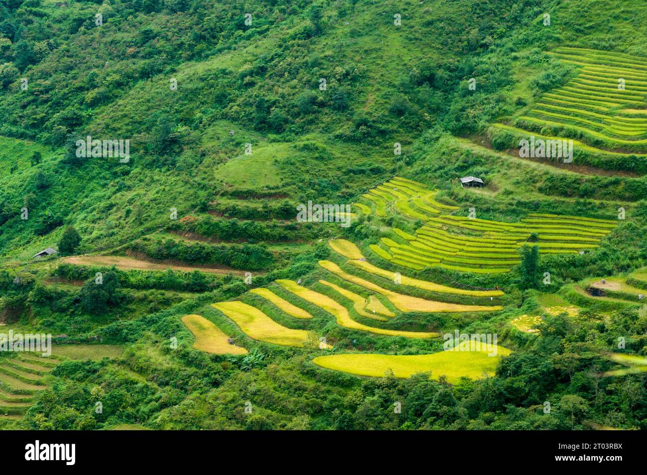 Sapa Rice fields Stock Photo - Alamy