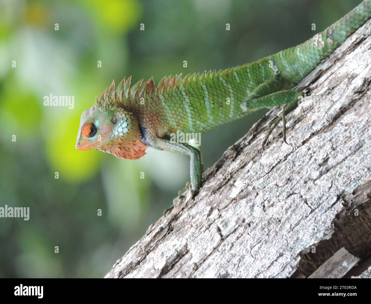 Lizards in Sri Lanka. Visit Sri Lanka Stock Photo - Alamy