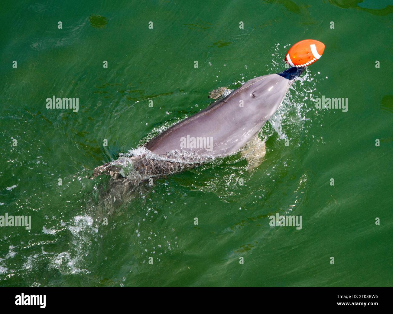 dolphin jumping out of water, playing a ball, a showcase in cruise port ...