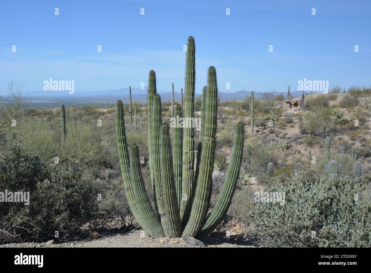 Desert cactus drawing hi-res stock photography and images - Alamy