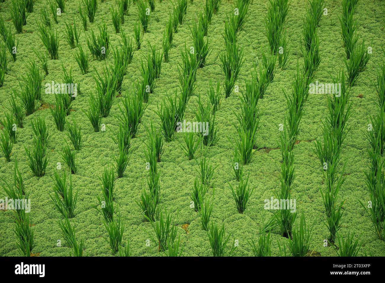Green background of rice field, Indonesia Stock Photo - Alamy