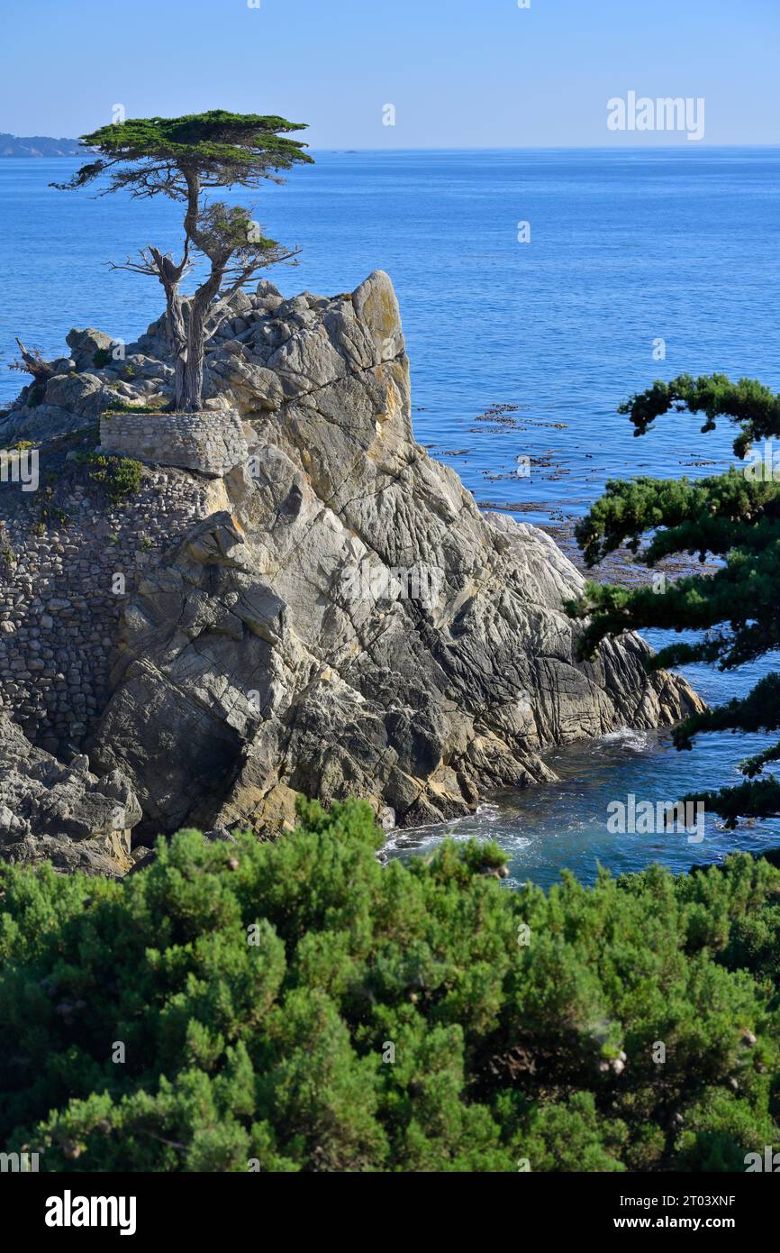 The iconic Lone Cypress tree (Cupressus macrocarpa) along the famous 17 ...