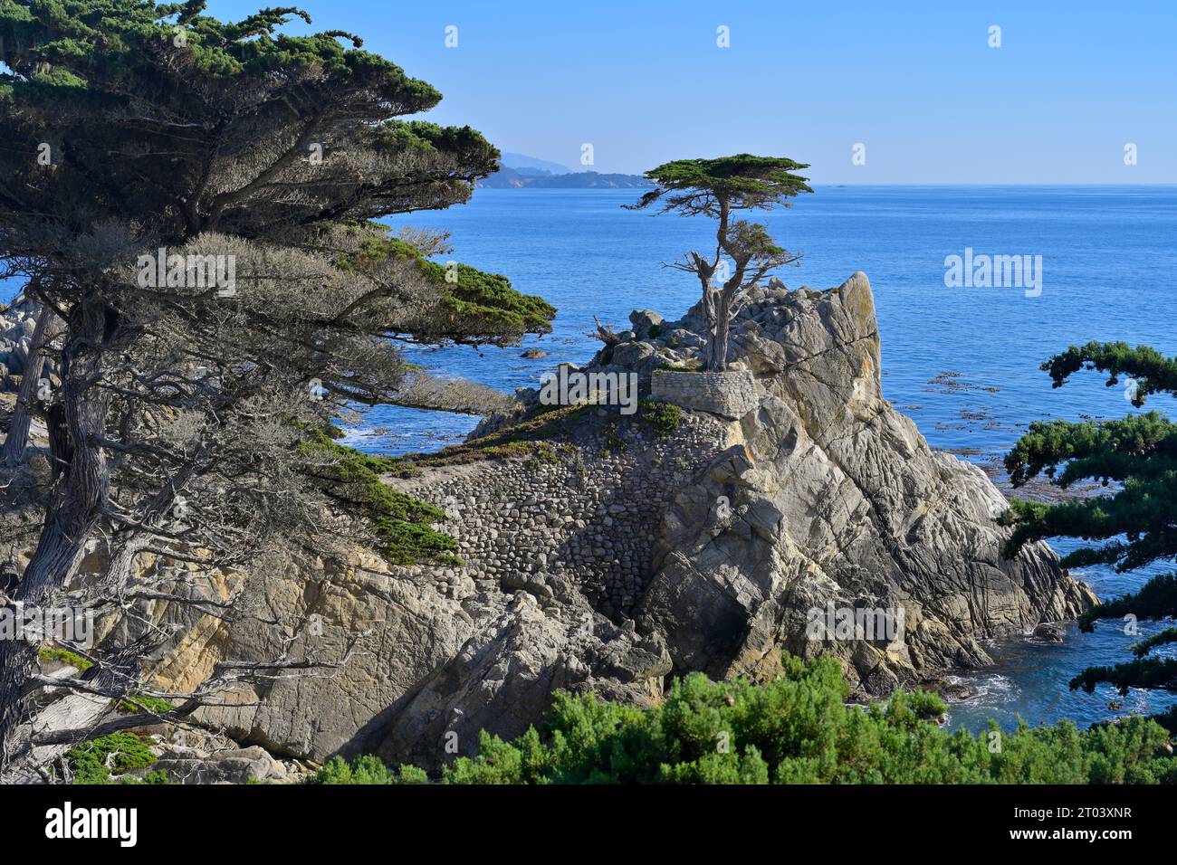 The iconic Lone Cypress tree (Cupressus macrocarpa) along the famous 17 ...