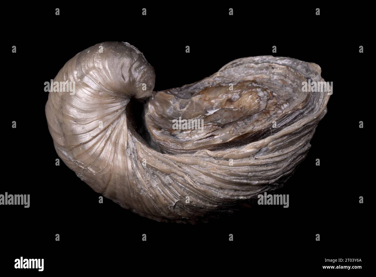 Fossilised Gryphaea arcuata oyster, or 'Devil's Toenail', found in ...