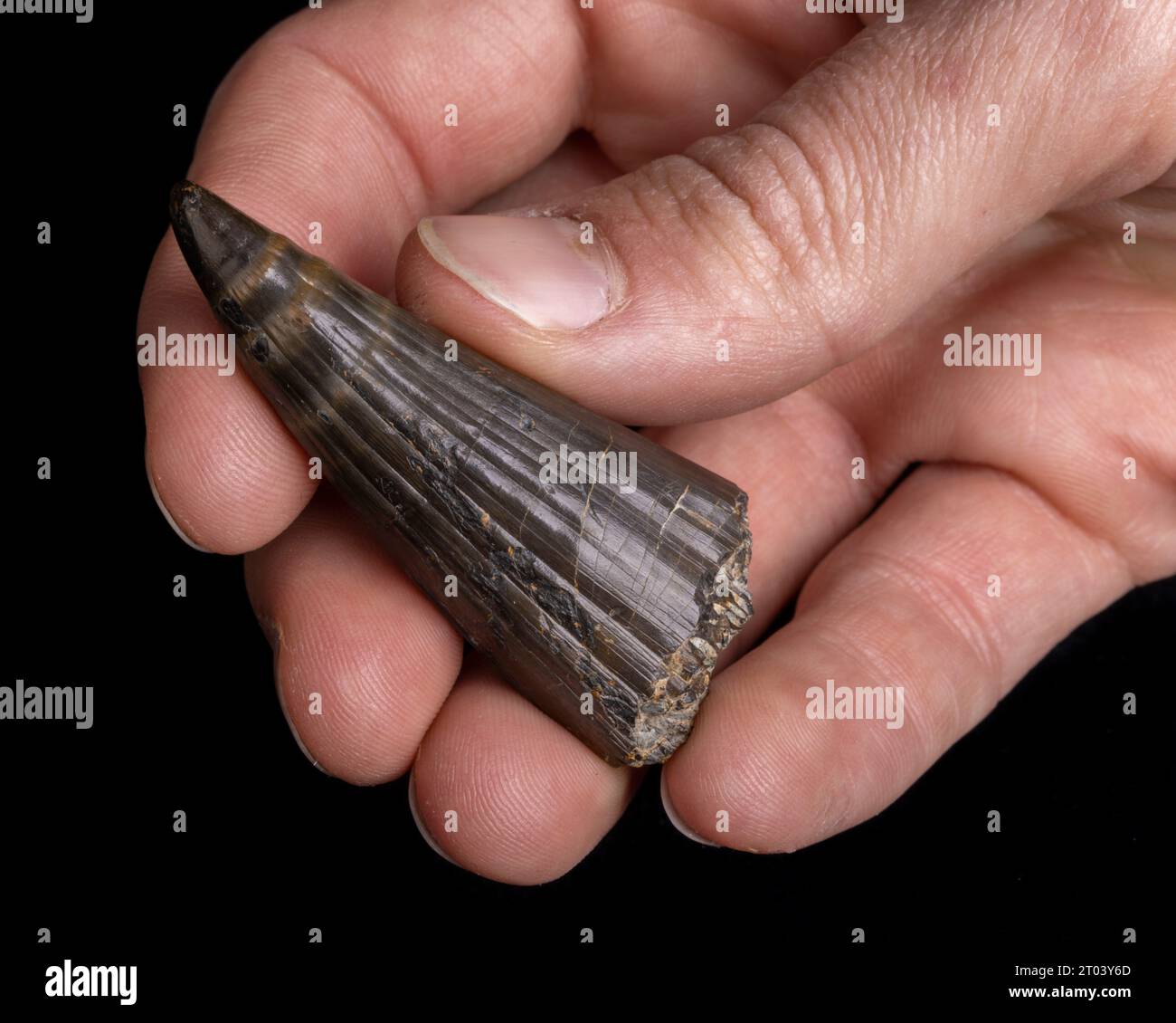 Fossilised tooth of a Mastodonsaurus prehistoric amphibian that lived ...