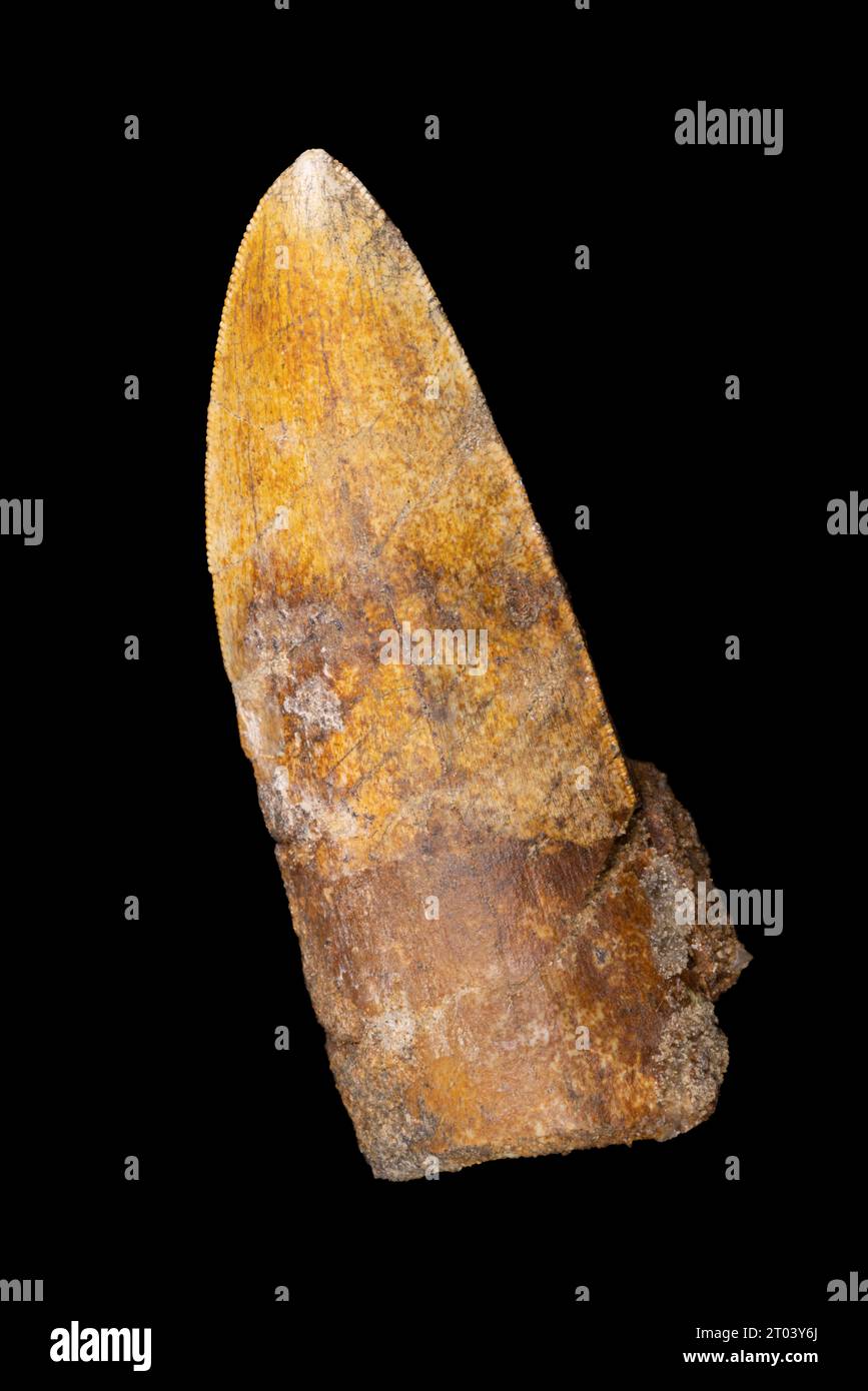 Fossilised tooth of a Phytosaurus from the Rhaetian age (Late Triassic ...