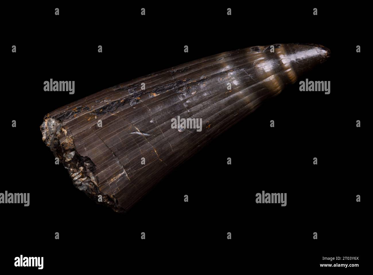 Fossilised tooth of a Mastodonsaurus prehistoric amphibian that lived ...