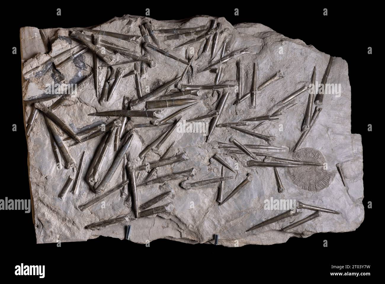 Fossil Belemnites (Belemnoidea) found in Nancy, France, dating 180 ...
