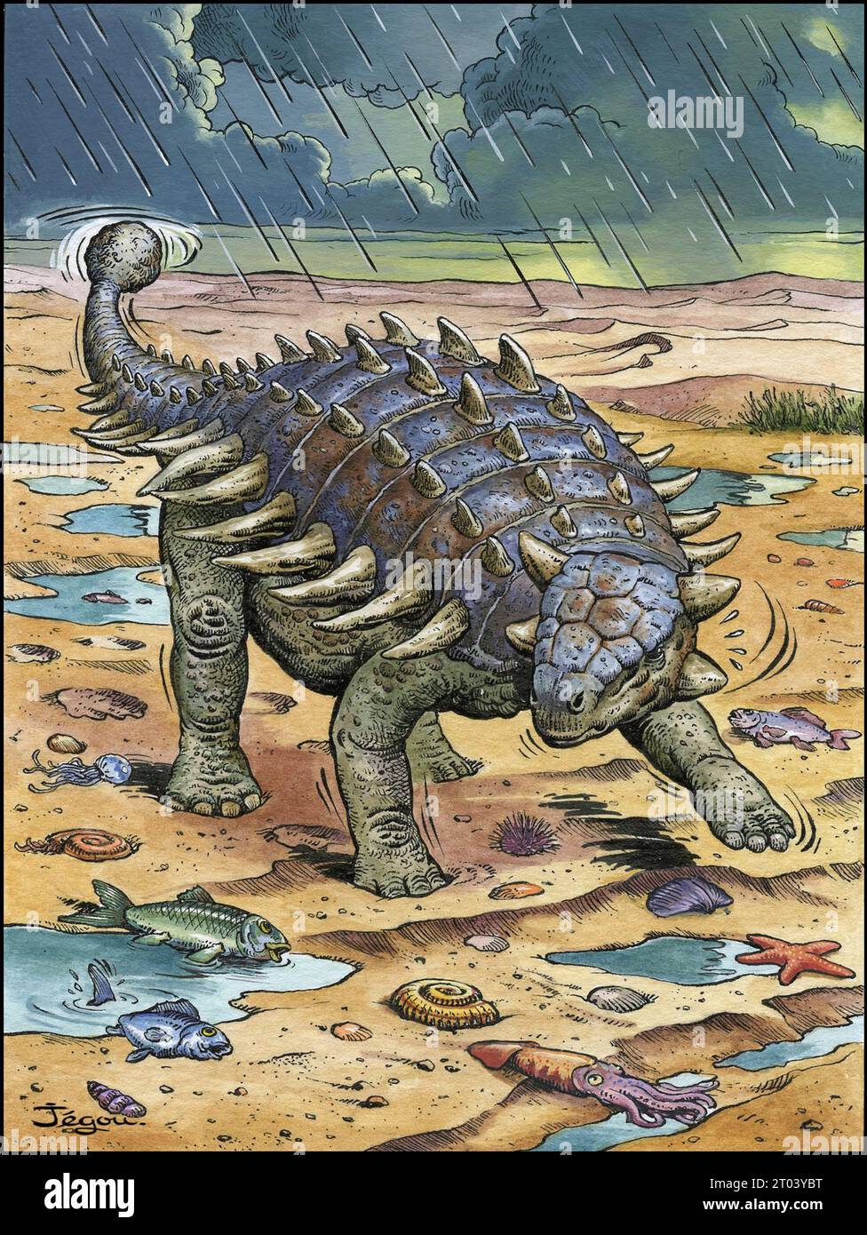 Ankylosaurus dinosaur, illustration. Ankylosaurus lived in what is now ...