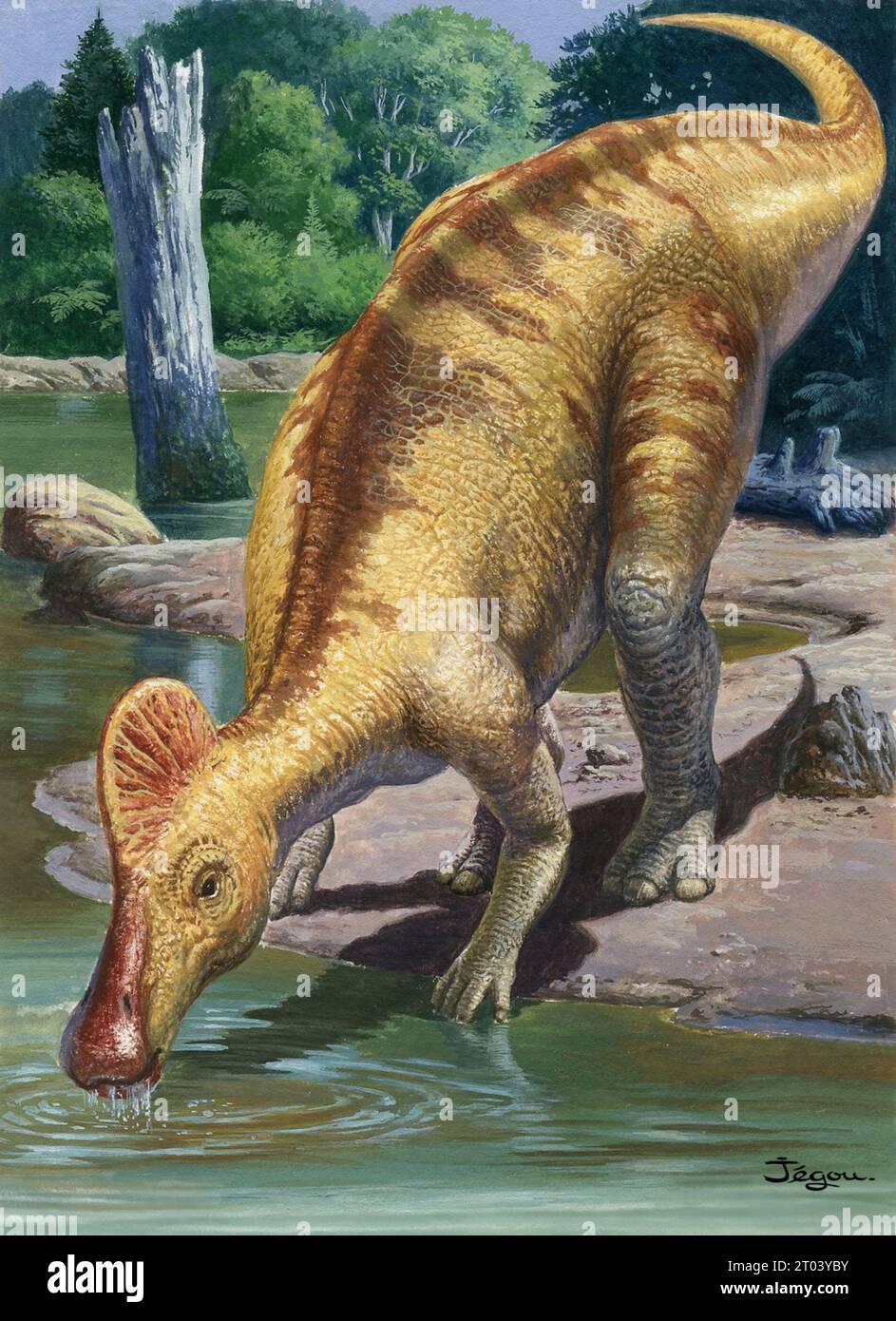 Corythosaurus dinosaur drinking, illustration. This dinosaur lived ...