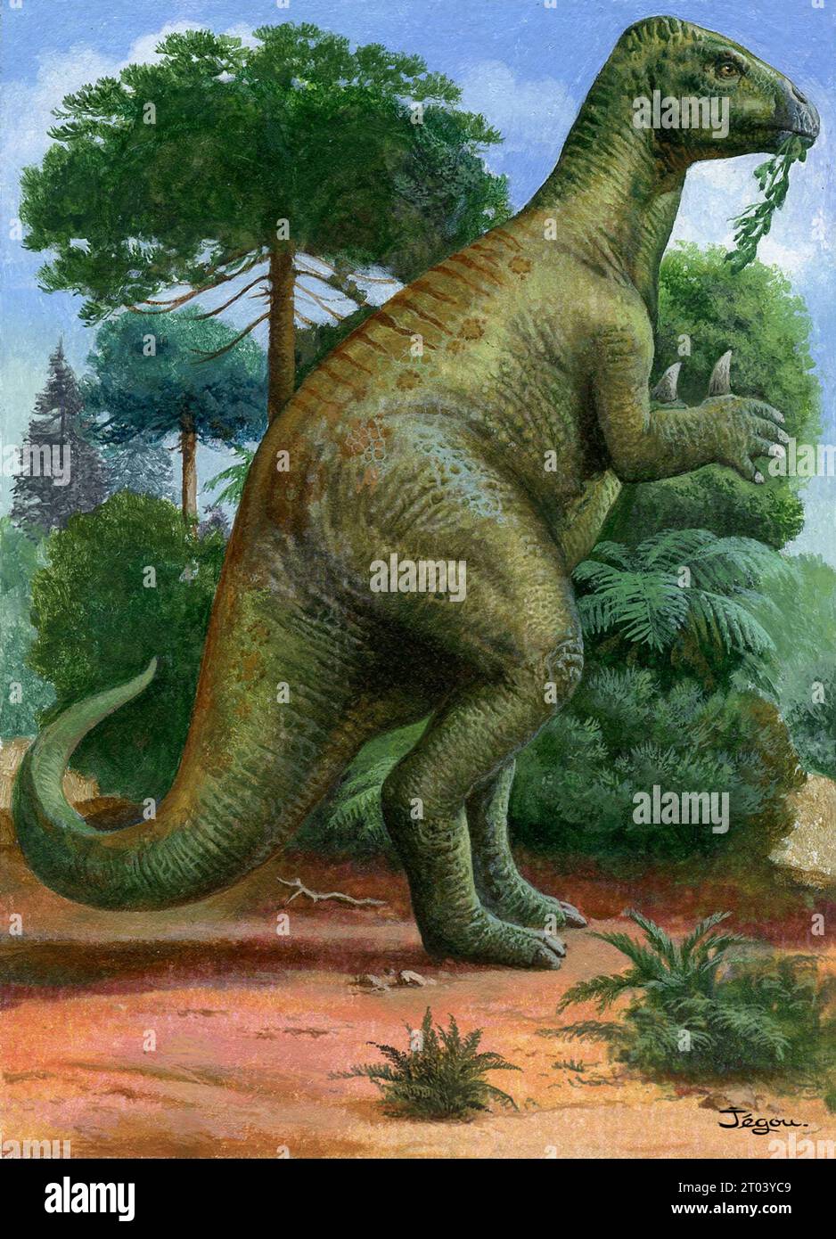 Iguanodon dinosaur, illustration. This herbivorous ornithopod dinosaur ...
