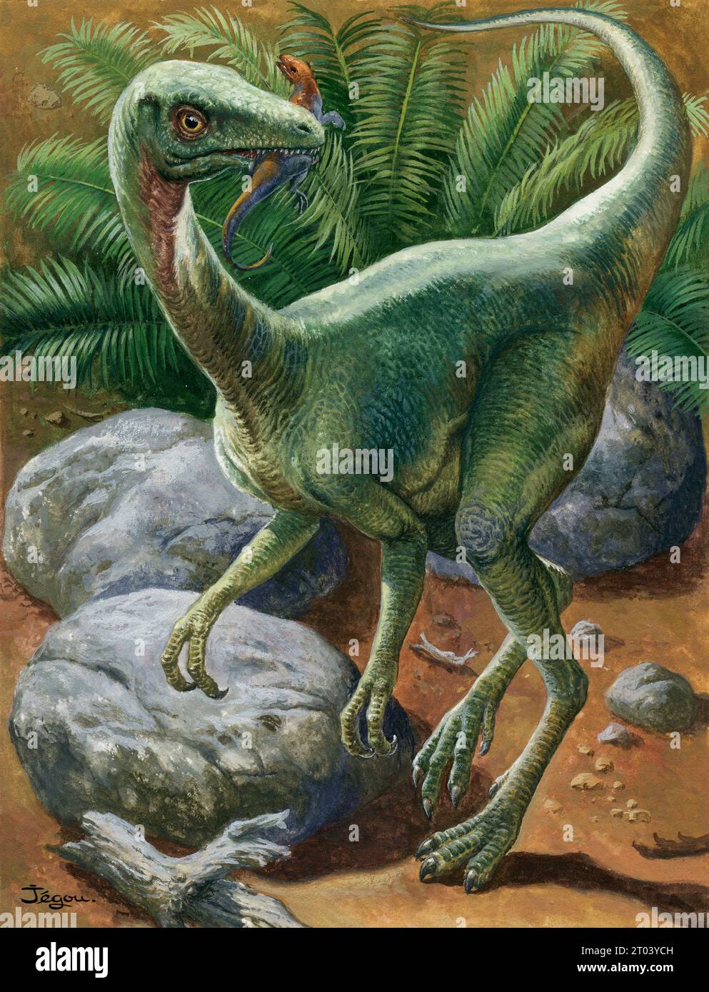 Compsognathus dinosaur, illustration. This carnivorous, bipedal ...