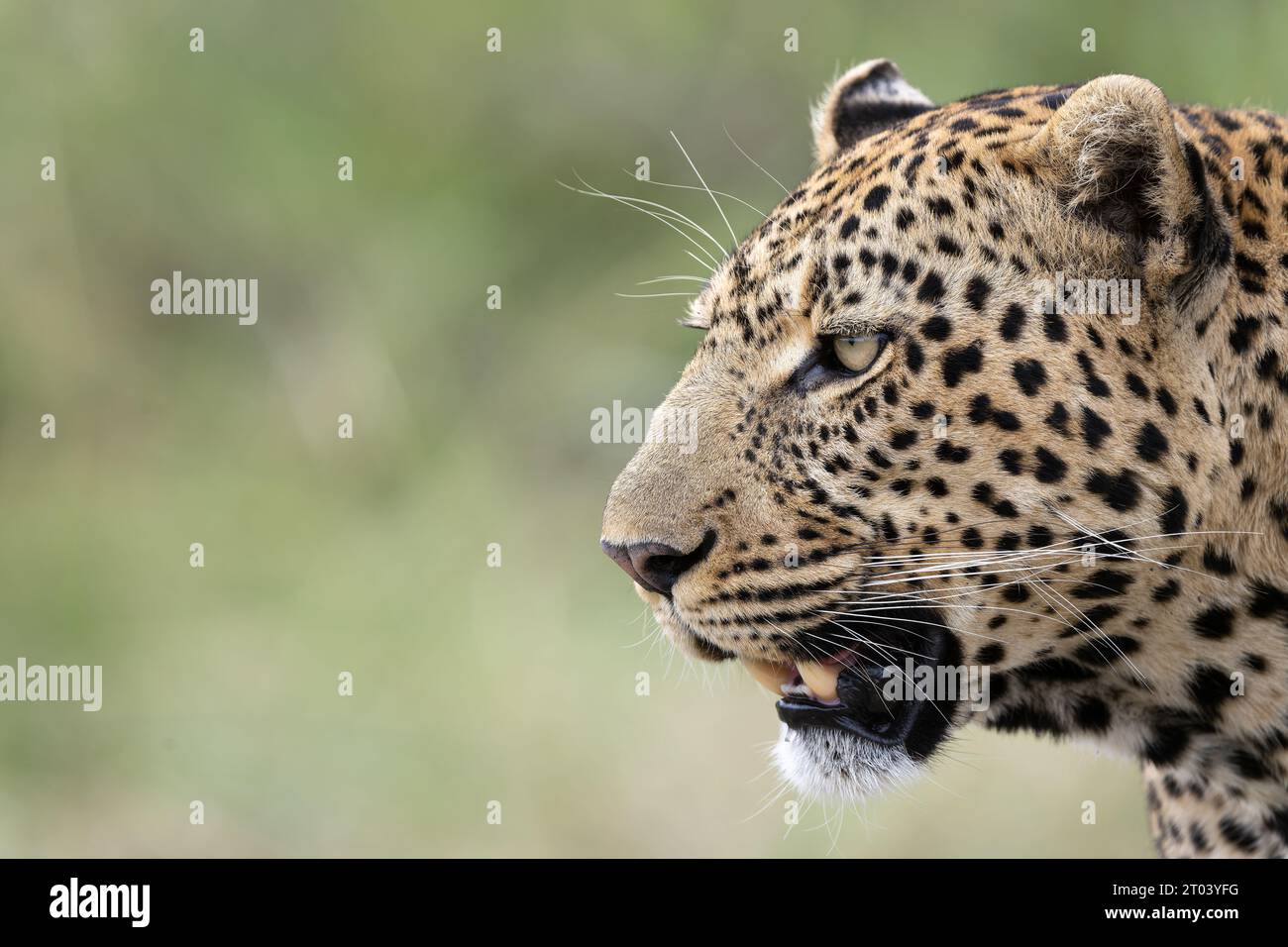 Leopard (Panthera pardus) snarling Stock Photo - Alamy