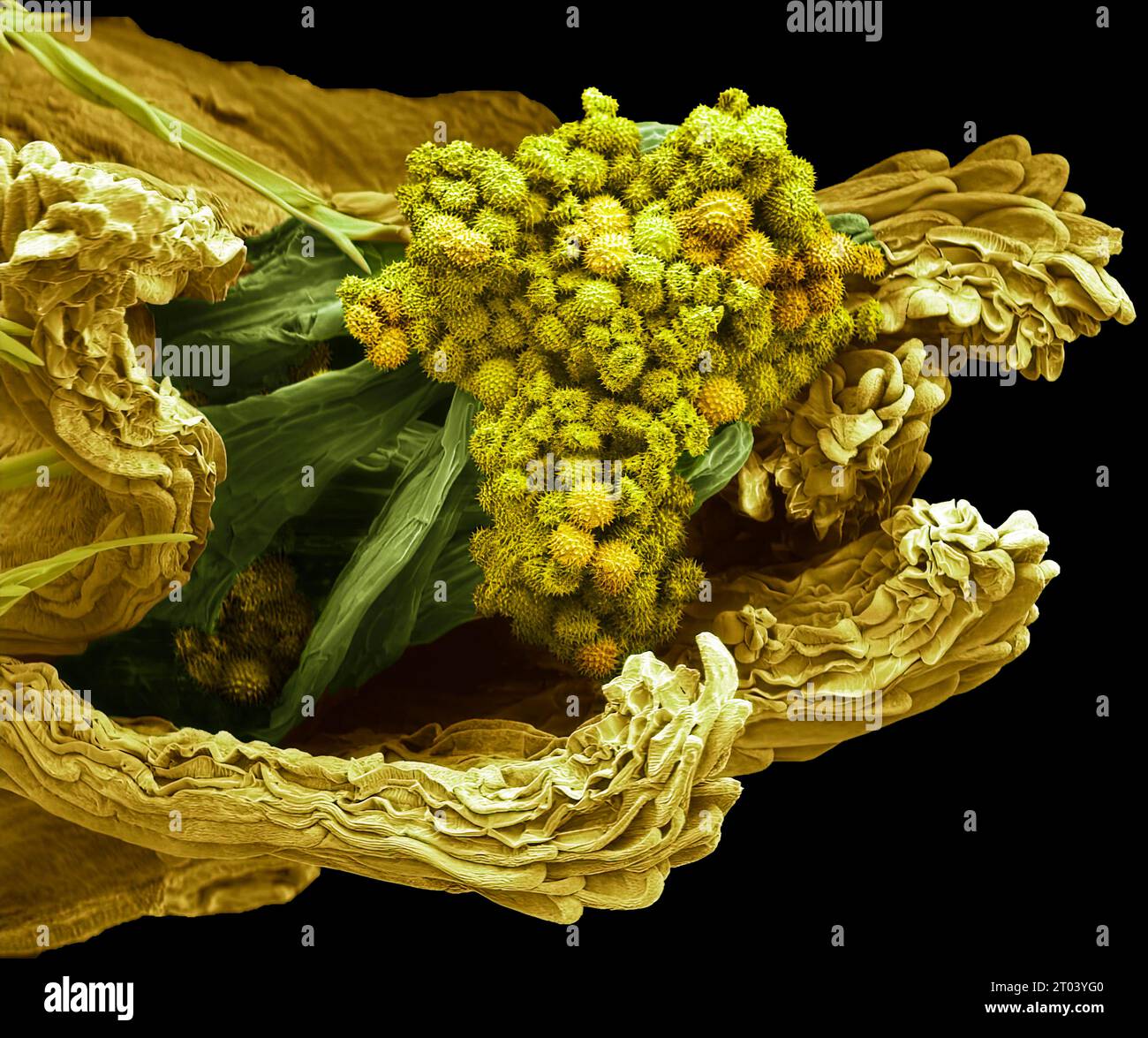 Disc floret. Coloured scanning electron micrograph (SEM) of a disc ...