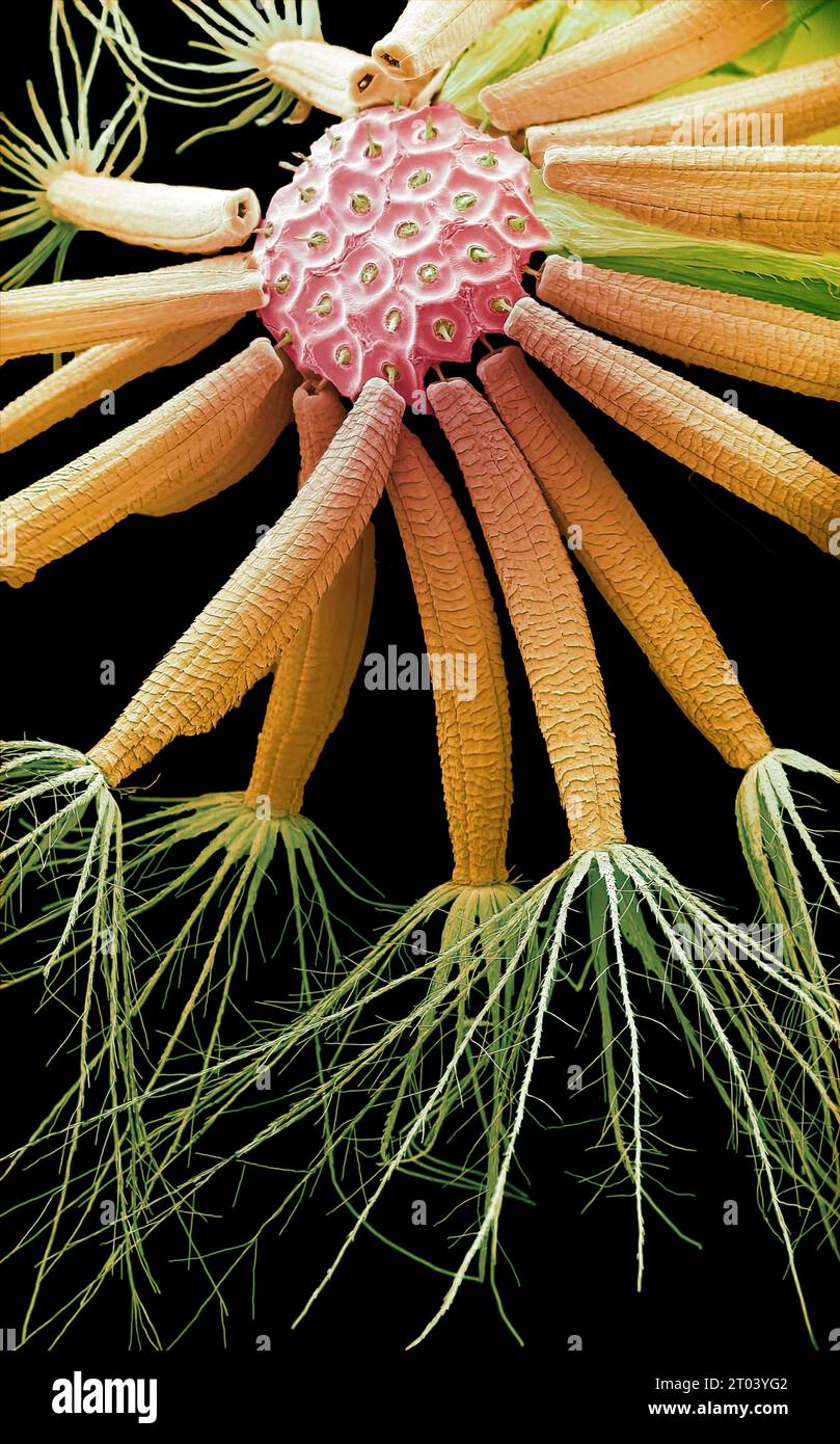 Daisy seed head. Coloured scanning electron micrograph (SEM) of a daisy ...
