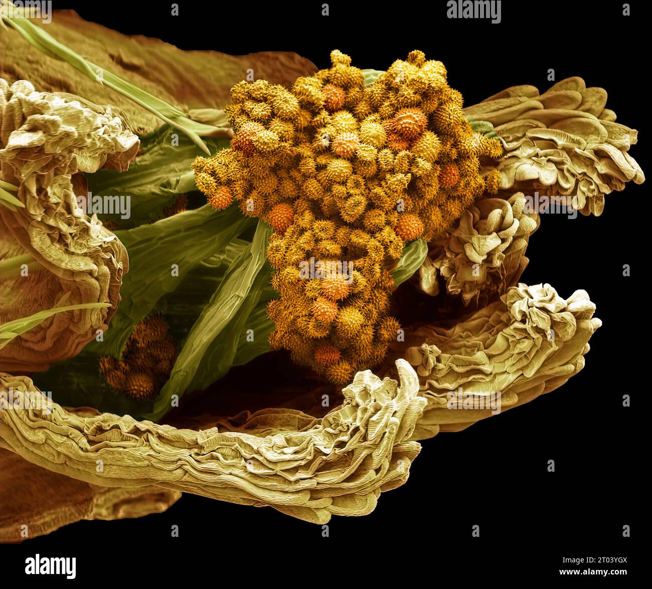 Disc floret. Coloured scanning electron micrograph (SEM) of a disc ...