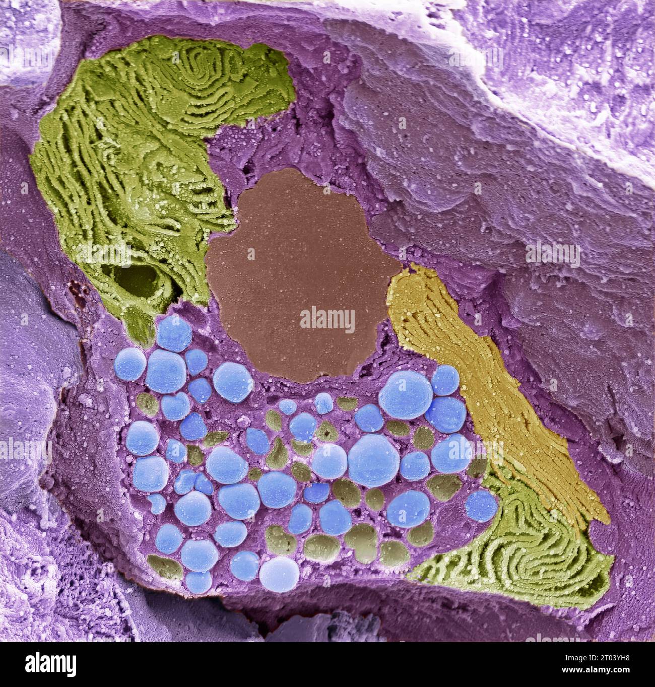 Salivary gland. Scanning electron micrograph (SEM) of a freeze ...