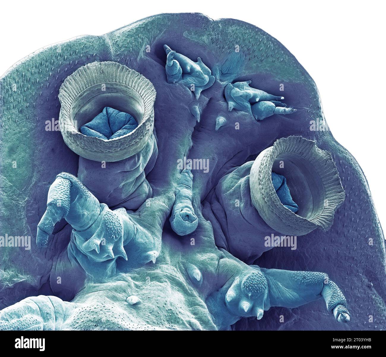 Fish louse. Coloured scanning electron micrograph (SEM). Magnification ...