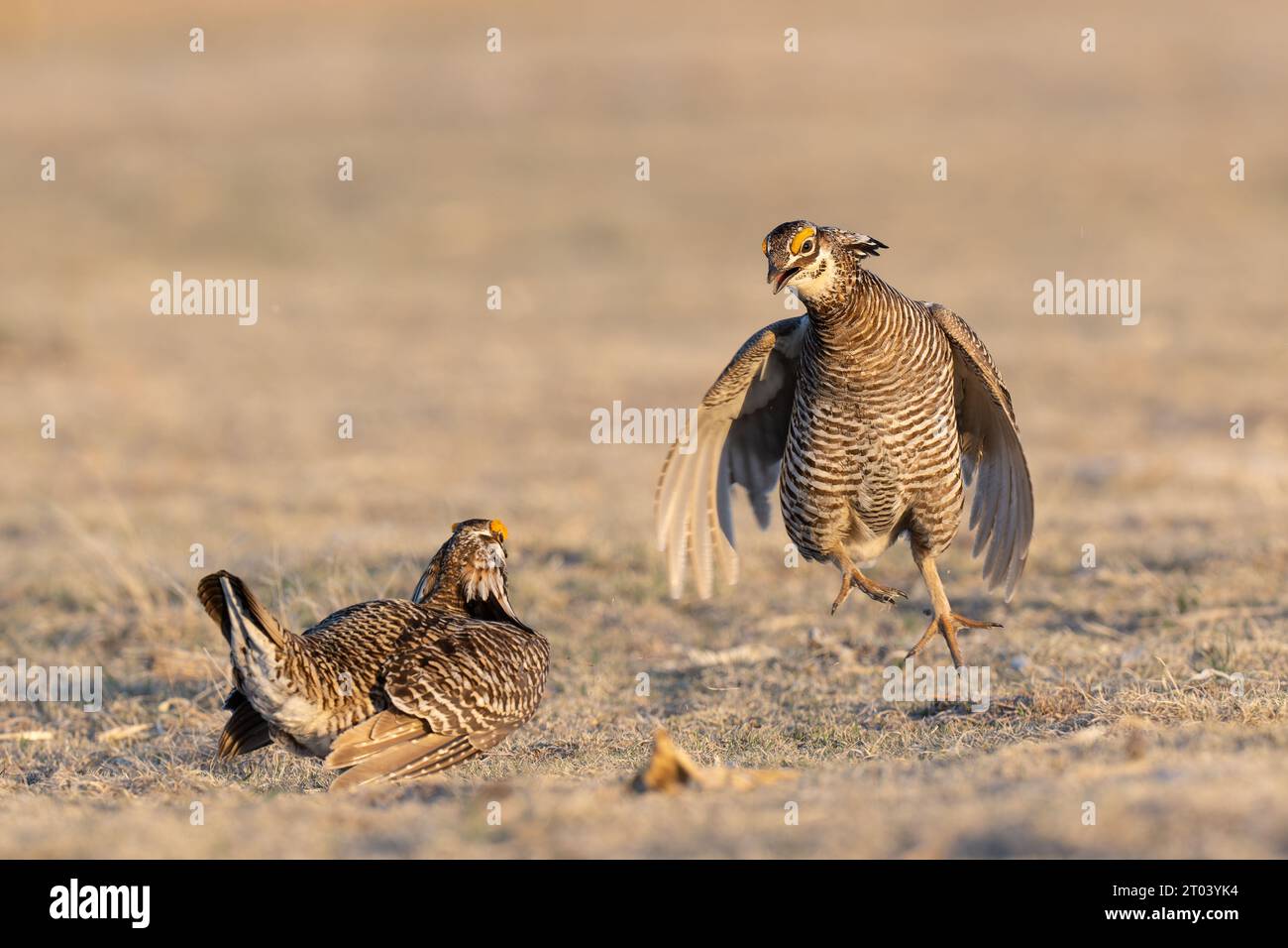 Greater prairie chickens (Tympanuchus cupido) during mating ritual ...
