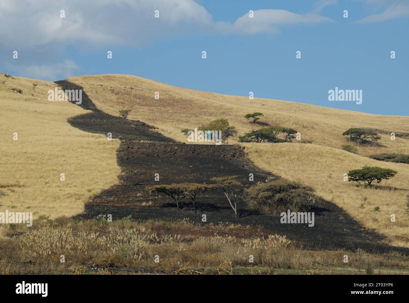 Fire break, burnt farmland landscape, agriculture risk management ...