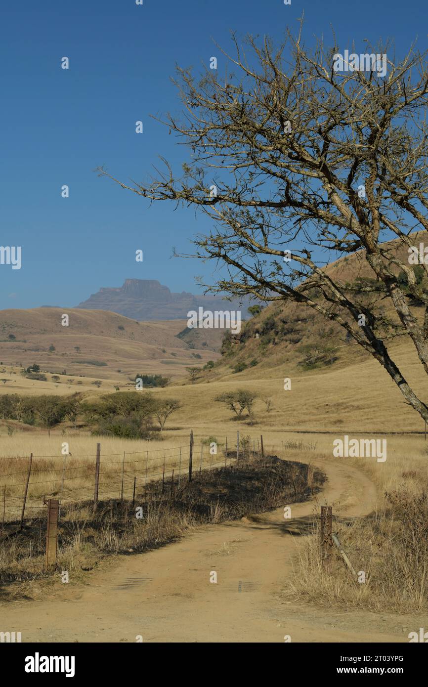 Farm road, winter landscape, Drakensberg region, South Africa, country ...