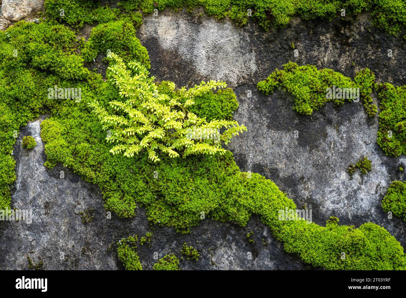 green moss growing on rocks, mossy steep cliffs Stock Photo - Alamy