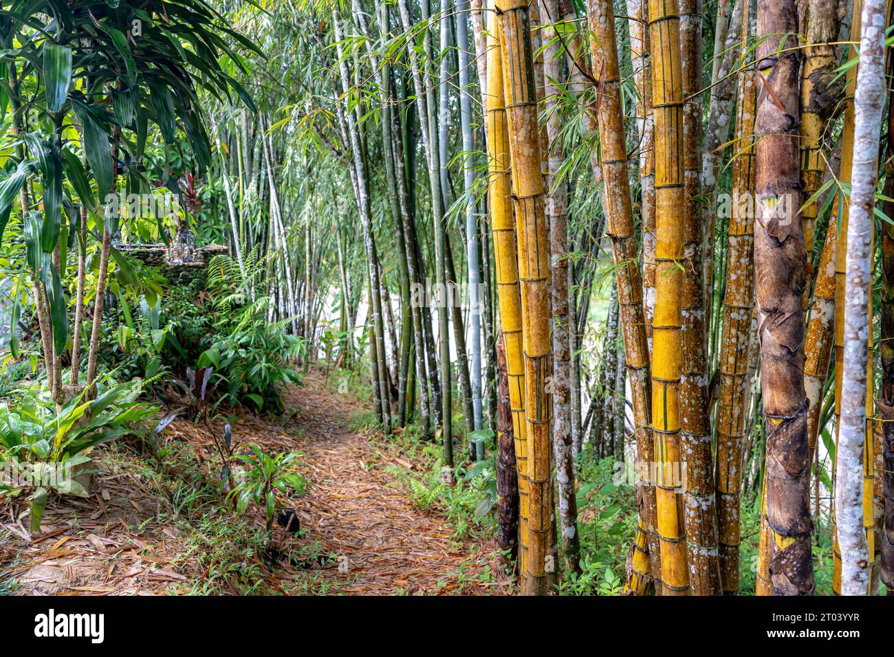 Bamboo tree in tropical rain forest Stock Photo - Alamy
