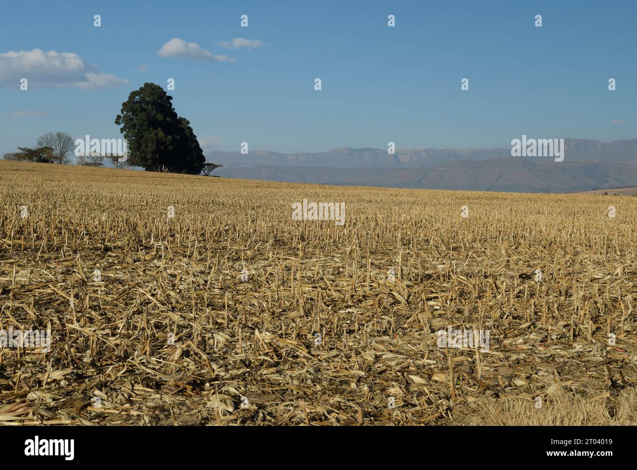 Tree in farm landscape, corn crop stubble, maize farming in Drakensberg ...