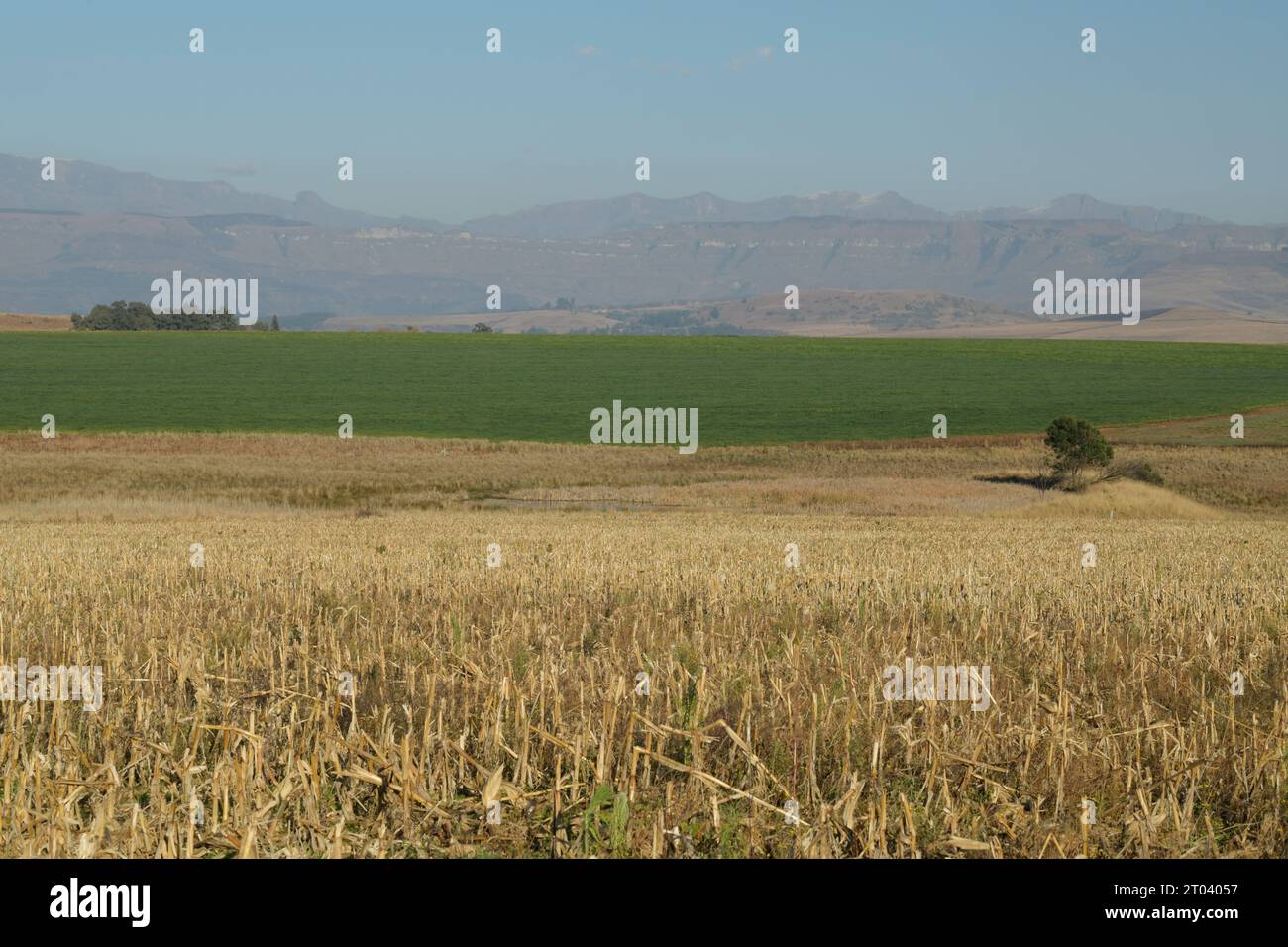 Farm landscape, corn crop farming, Drakensberg region, South Africa ...