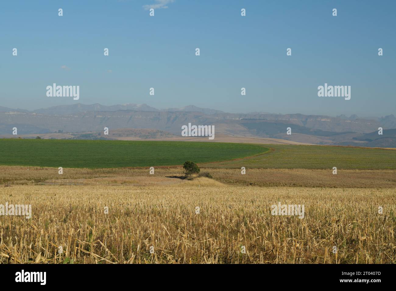 Farm landscape, corn crop farming, Drakensberg region, South Africa ...