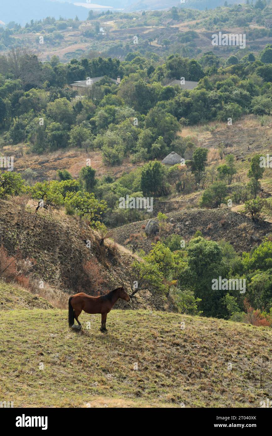 Animal in field, horse in foothills of Drakensberg, KwaZulu-Natal ...