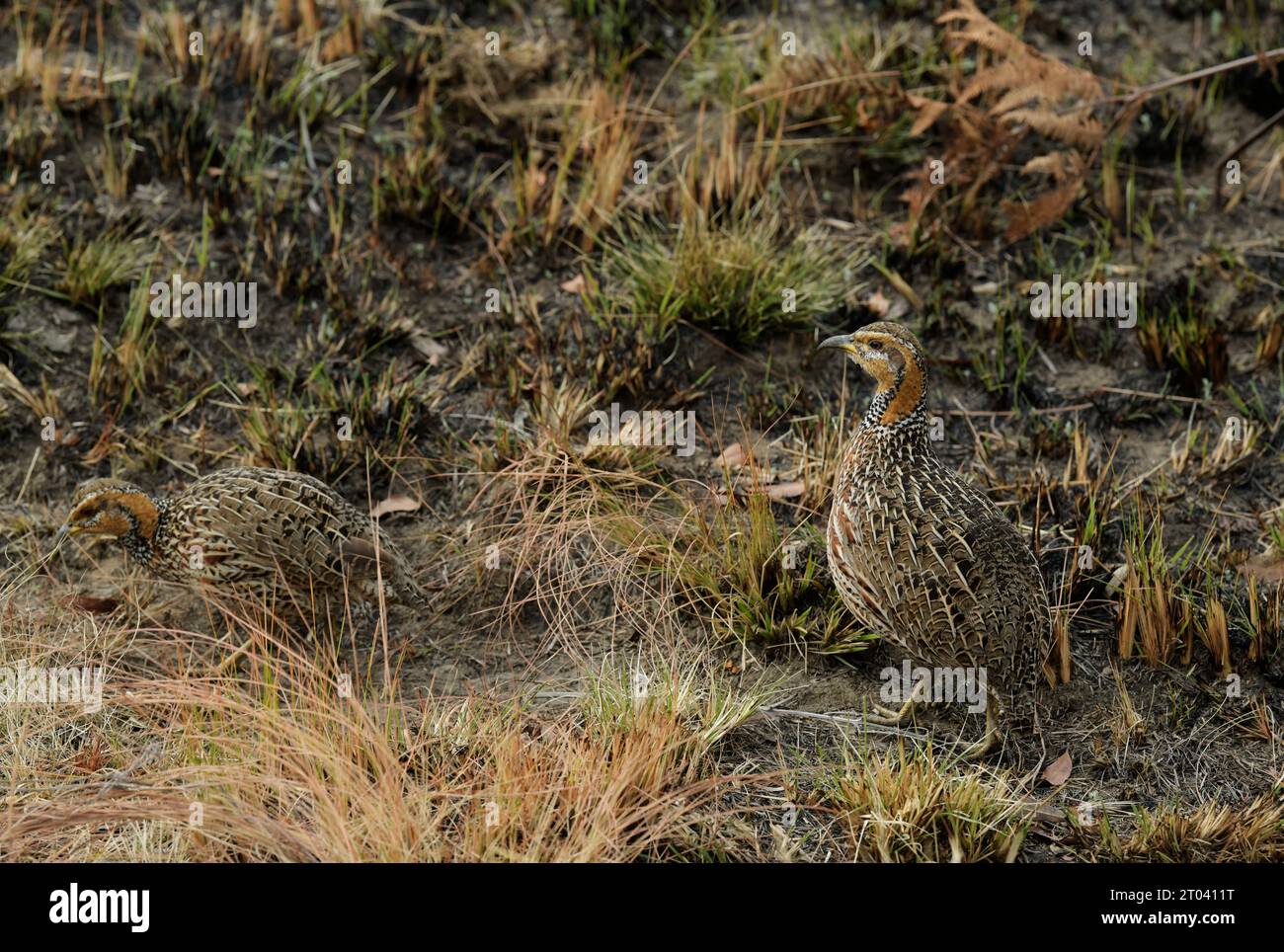 Avion safari hi-res stock photography and images - Alamy
