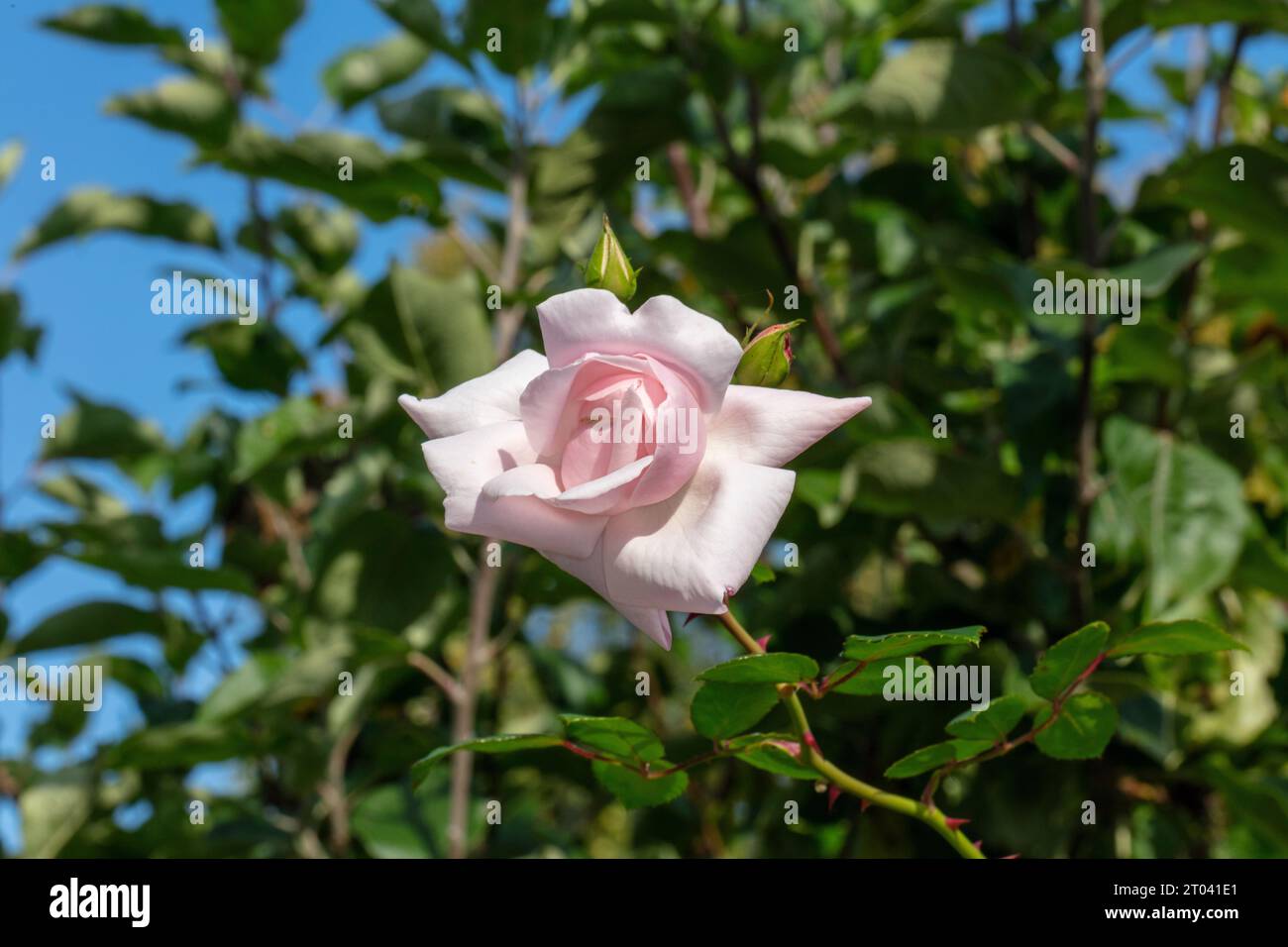 Pink rose bud dawn hi-res stock photography and images - Alamy