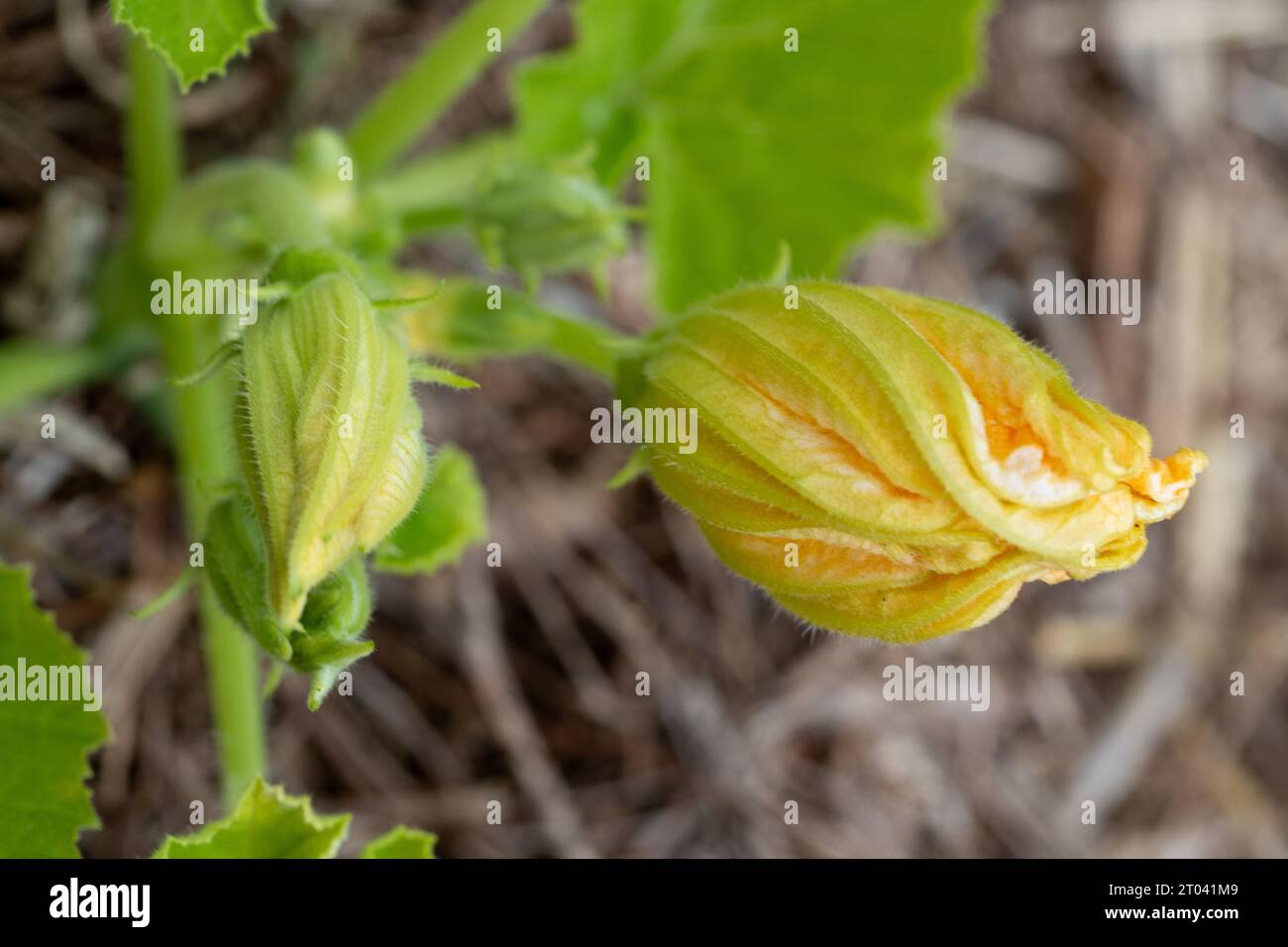 Edible yellow squash flowers growing in the vegetable garden, Australia ...