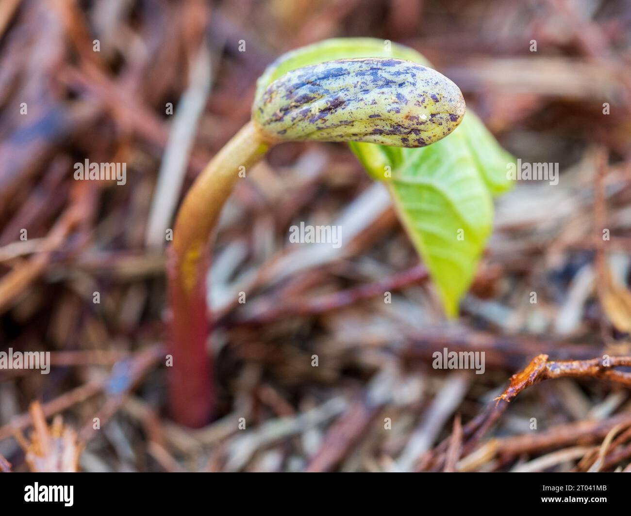 Butter Bean seedling germination, bursting forth, new green leaves ...