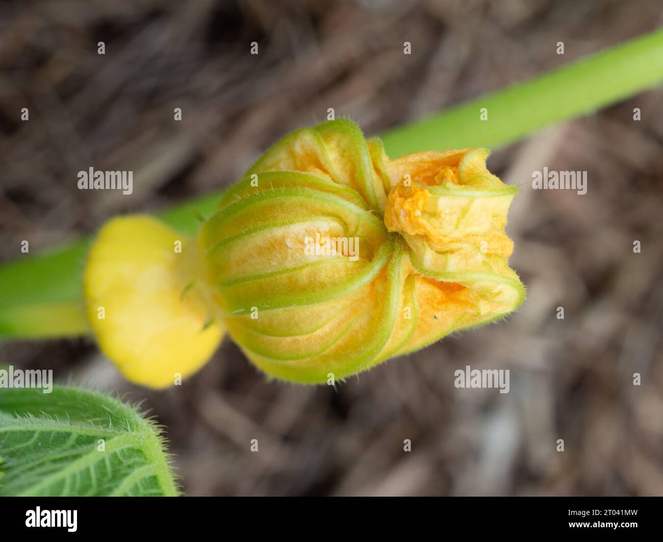 Edible yellow squash flower with green veins, petals scrunched up like ...