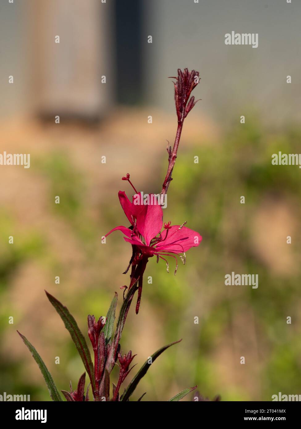 Gaura lindheimeri crimson butterflies hi-res stock photography and ...