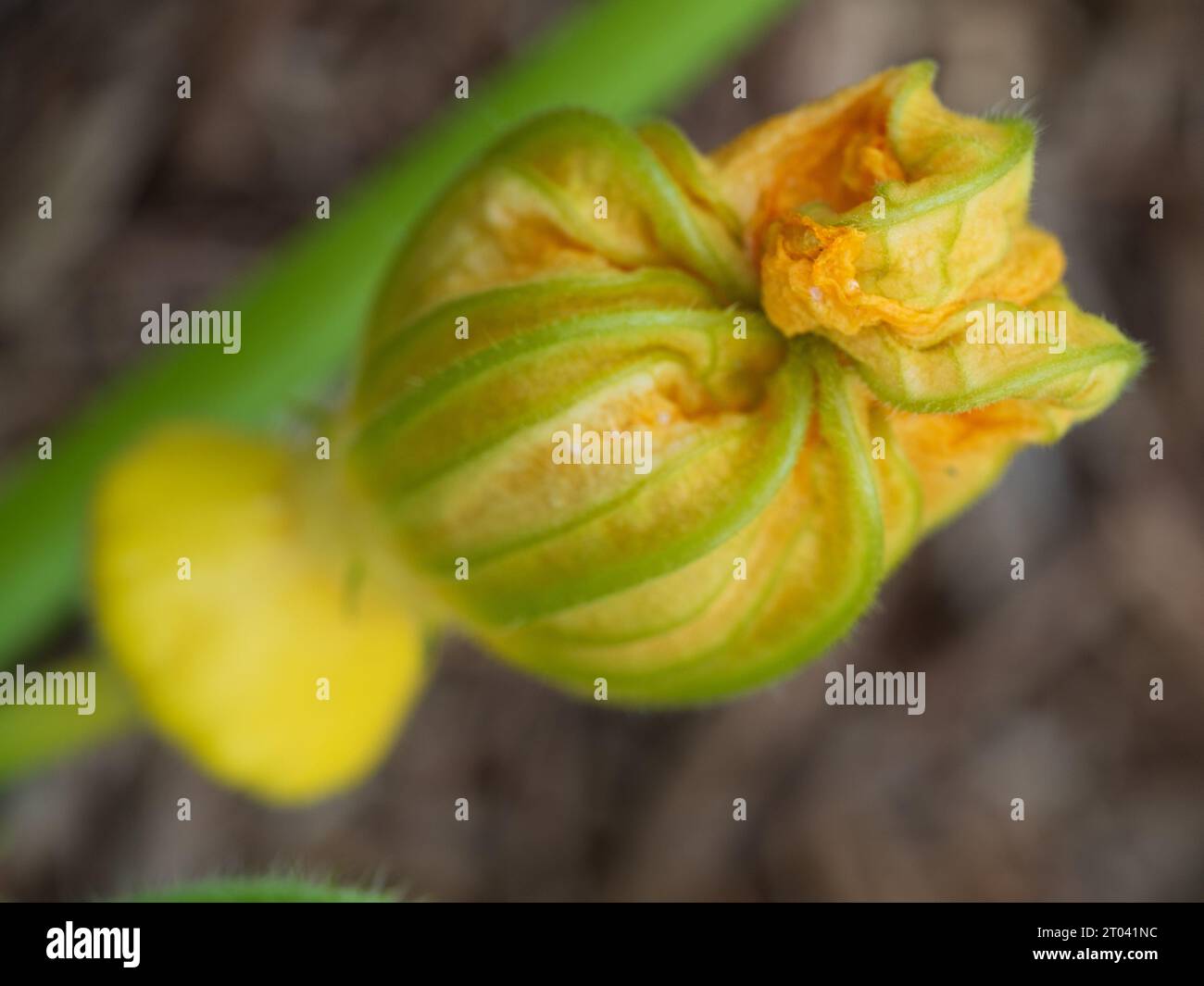 Edible yellow squashe flower with green veins, petals scrunched up like ...