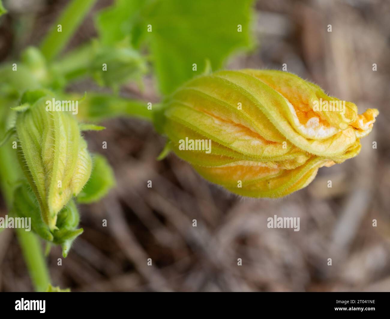 Edible yellow squash flower with closed petals twisted around growing ...