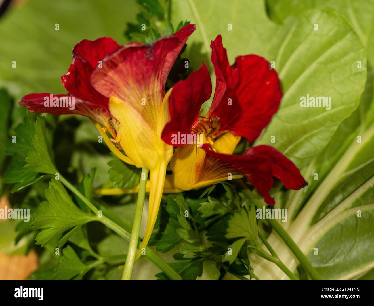 Nasturtium Black Velvet, edible red and yellow flowers with green ...