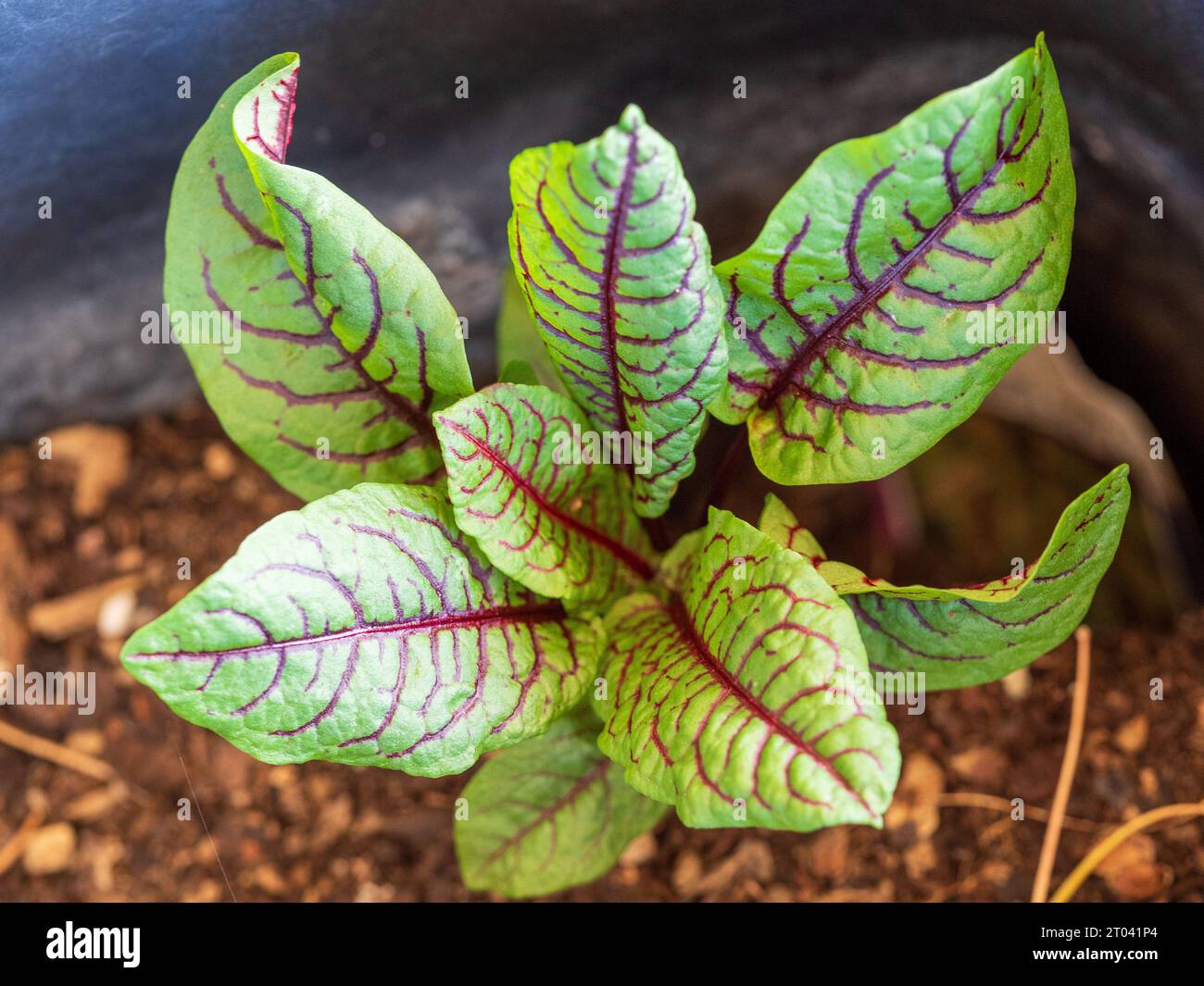 Edible leaves of Red Veined Green leaf Sorrel, great in salads, in an ...