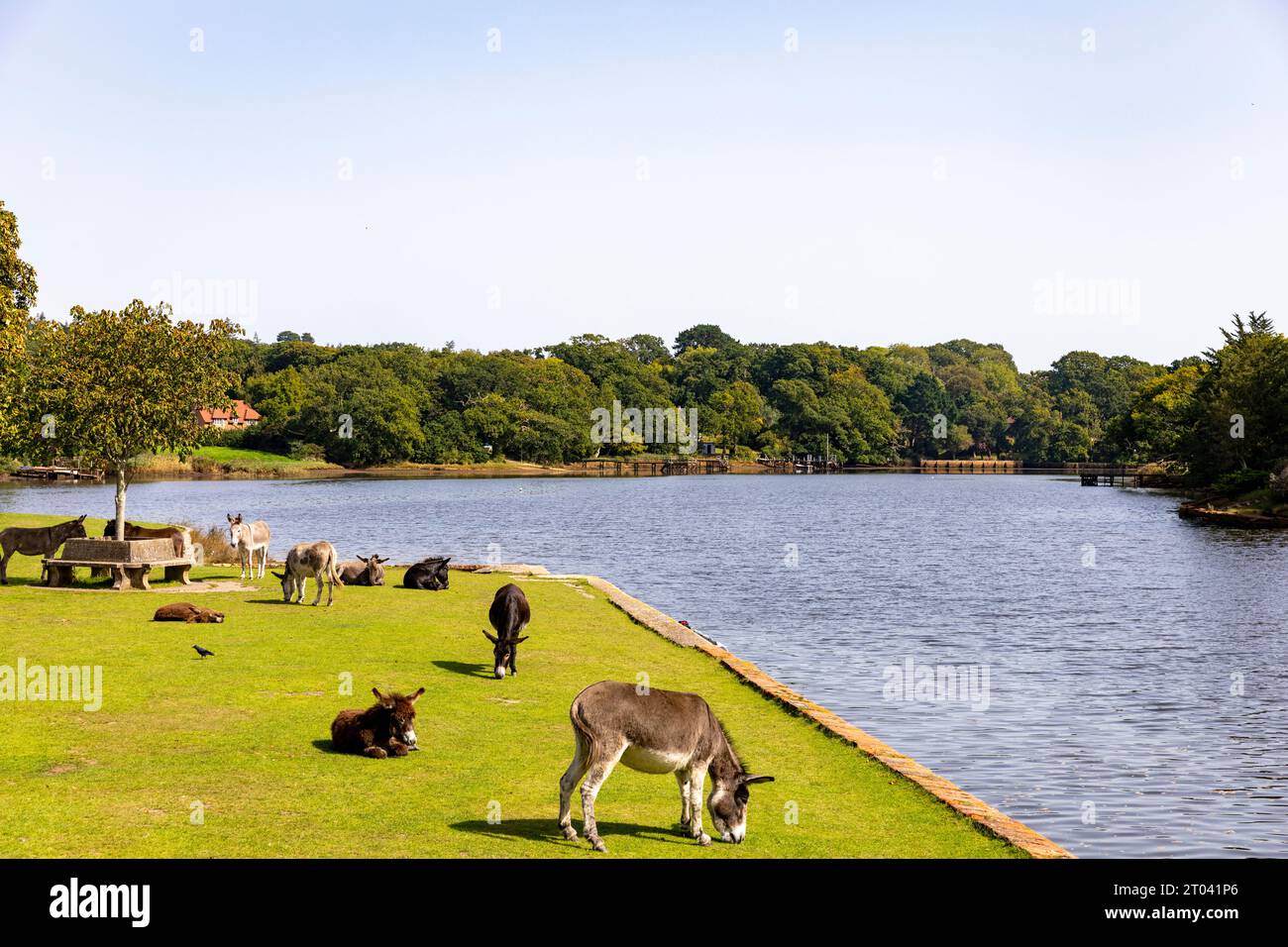 New Forest ponies in Beaulieu village eating grass beside the Beaulieu ...