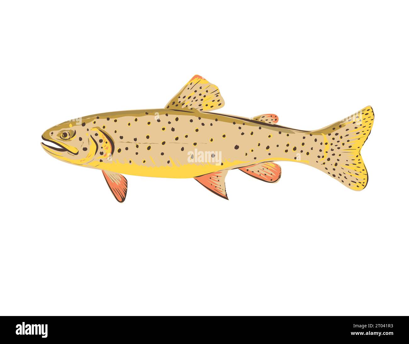 Oncorhynchus apache hi-res stock photography and images - Alamy